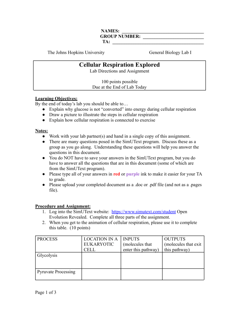 Johns Hopkins Cellular Respiration Lab Assignment