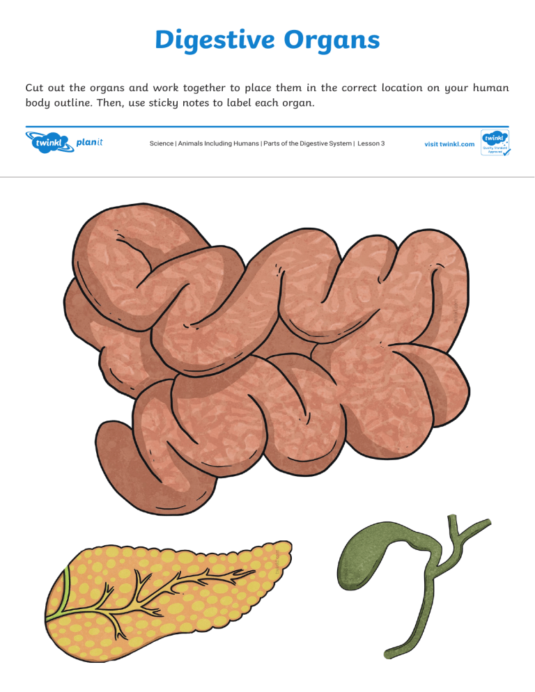 Digestive Organs Worksheet - Human Body Parts