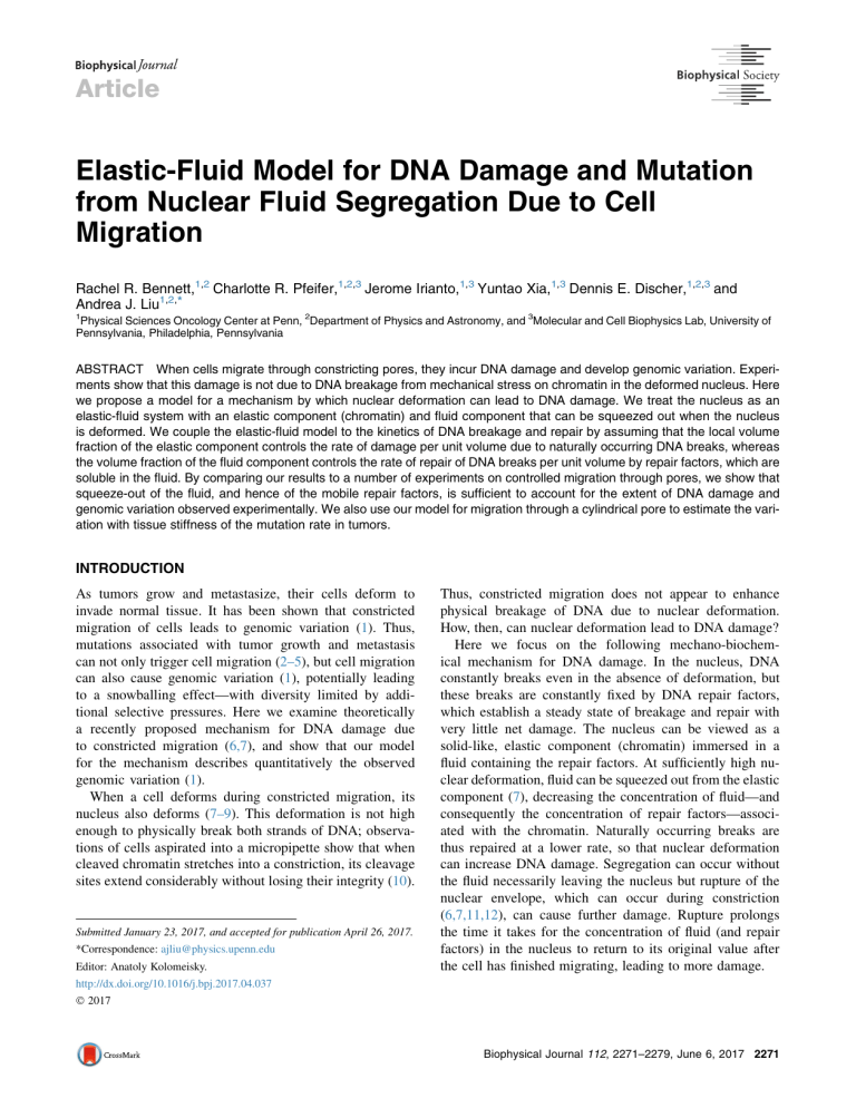 Elastic-Fluid Model for DNA Damage from Cell Migration