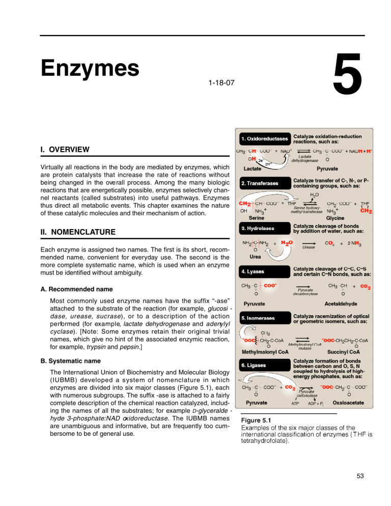 Enzymes: Overview, Nomenclature, and Classes - Biochemistry Chapter