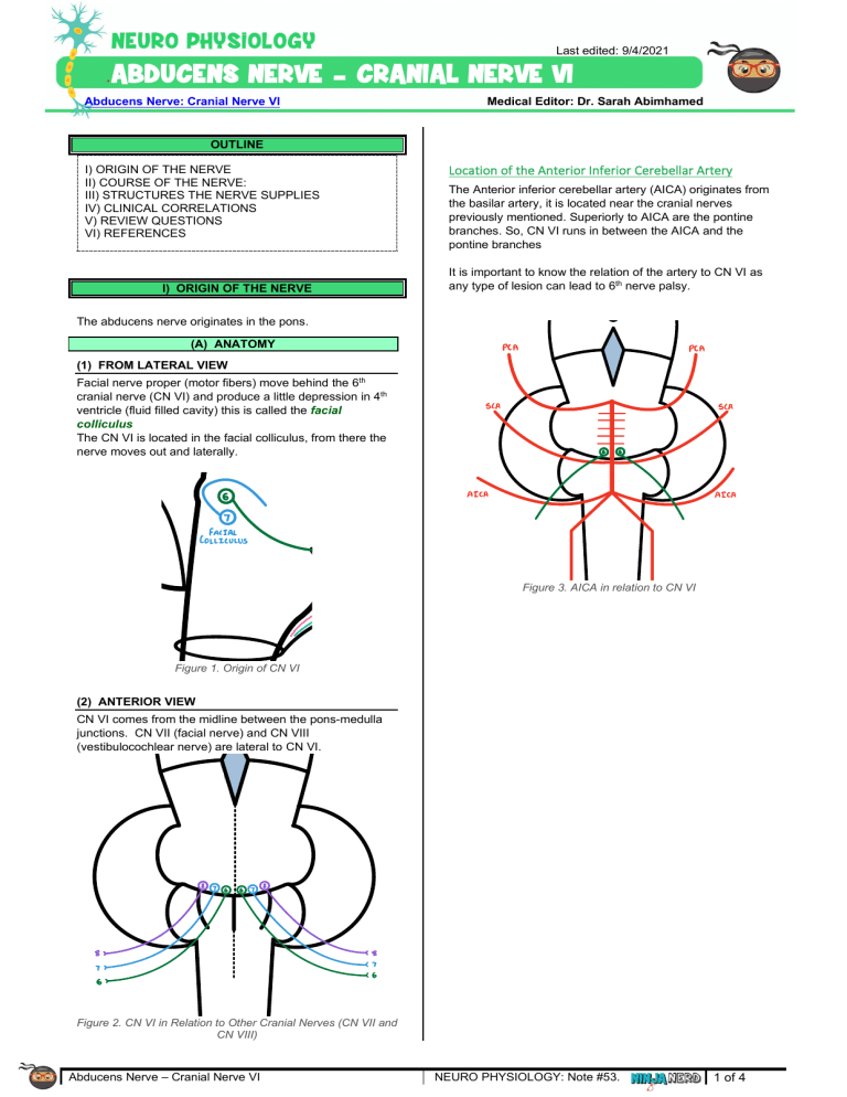Abducens Nerve Anatomy: CN VI Lecture Notes