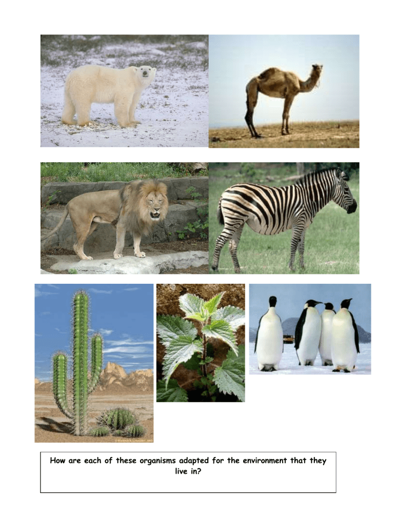 Animal Adaptations Worksheet: How Organisms Survive in Their Habitats