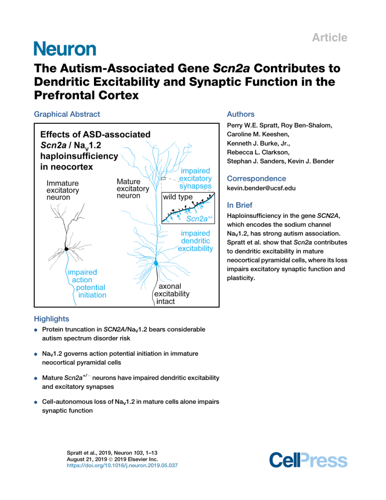 Scn2a Gene Role in Dendritic Excitability and Autism