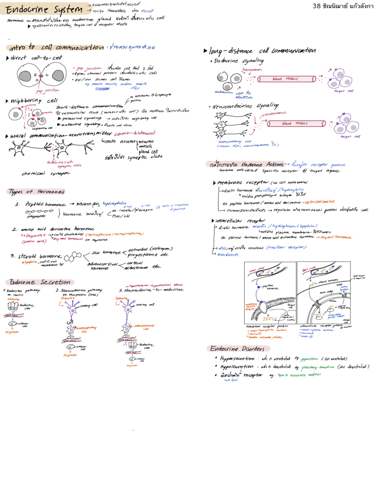 Endocrine System: Cell Communication & Hormone Types