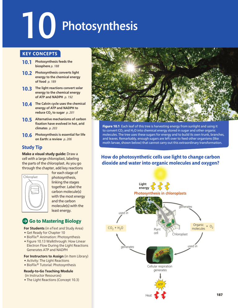 Chapter 10: Photosynthesis - Key Concepts and Processes