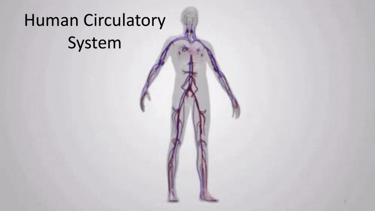 Human Circulatory System Textbook