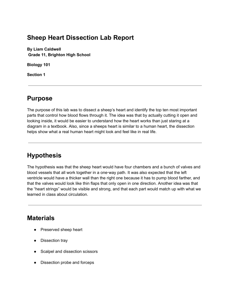 Sheep Heart Dissection Lab Report