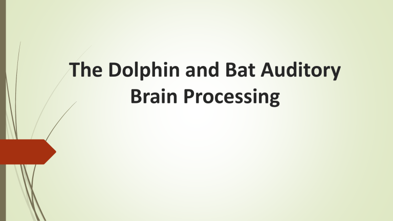 Dolphin and Bat Auditory Brain Processing: Neuroanatomy