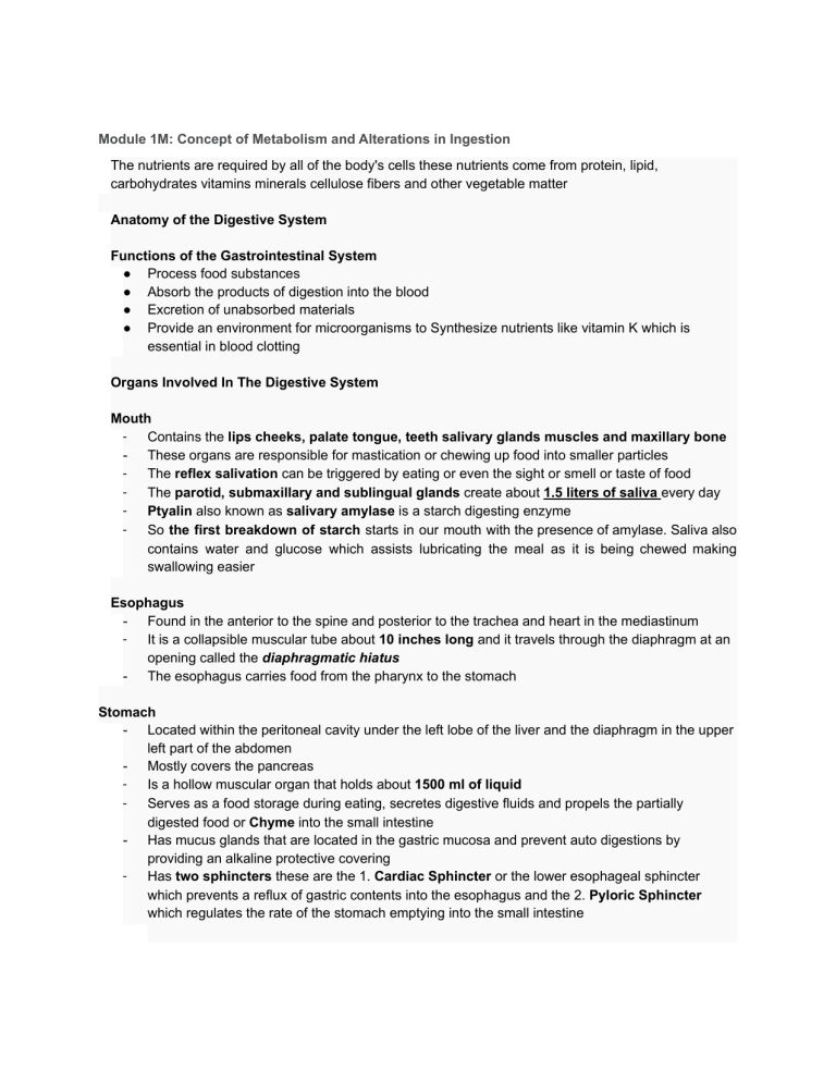 Metabolism and Digestive System Anatomy Lecture Notes