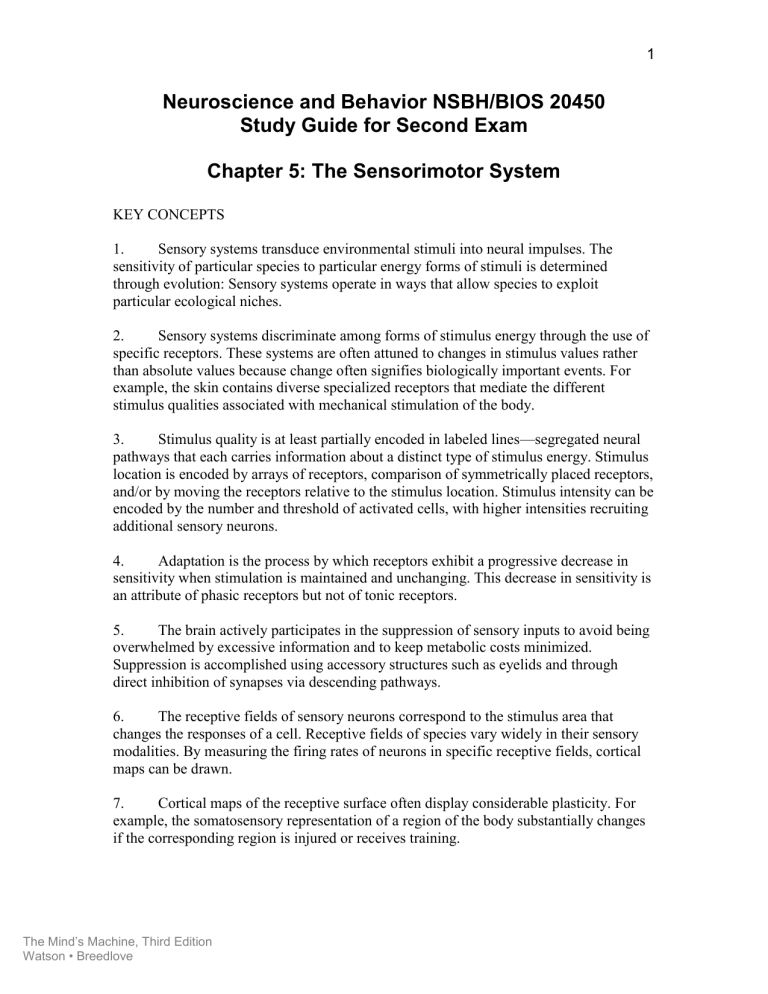 Neuroscience Sensorimotor System Study Guide