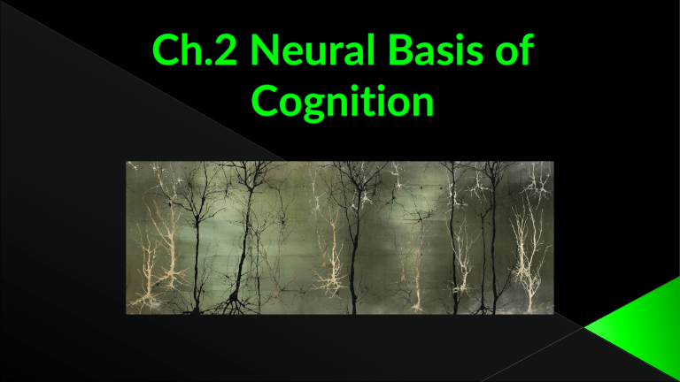 Neural Basis of Cognition Lecture Notes