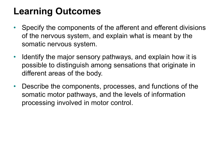 Sensory and Motor Pathways in the Nervous System
