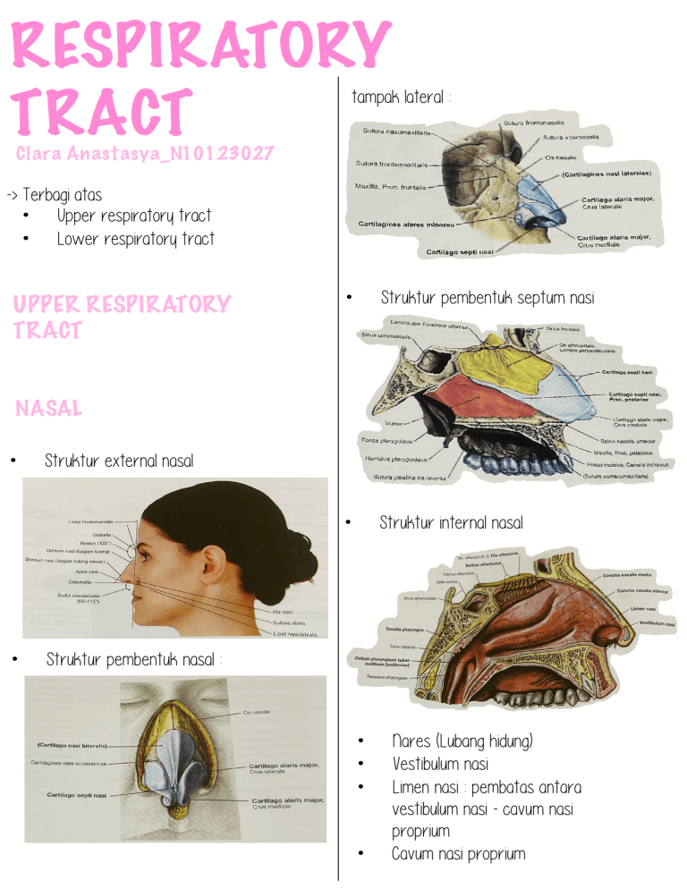Anatomy of the Respiratory System Lecture Notes