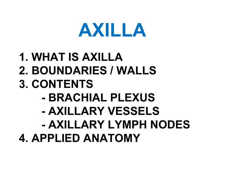 Anatomy of the Axilla: A Complete Guide