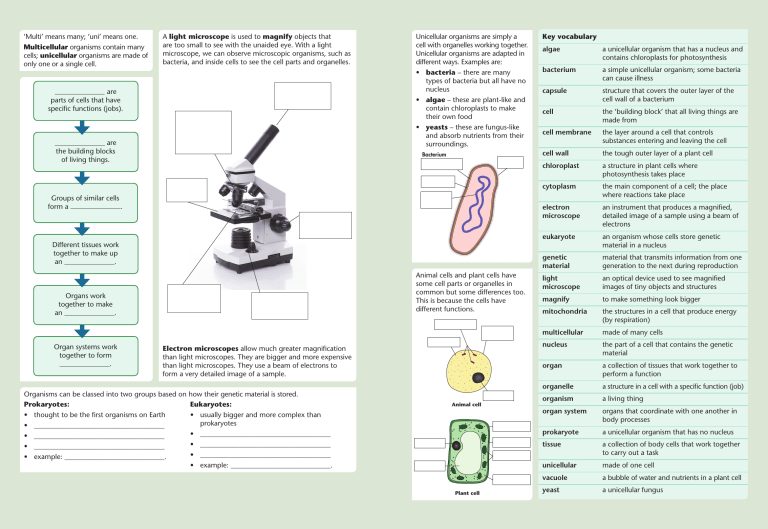Cell Structure and Function: Unicellular vs Multicellular Organisms