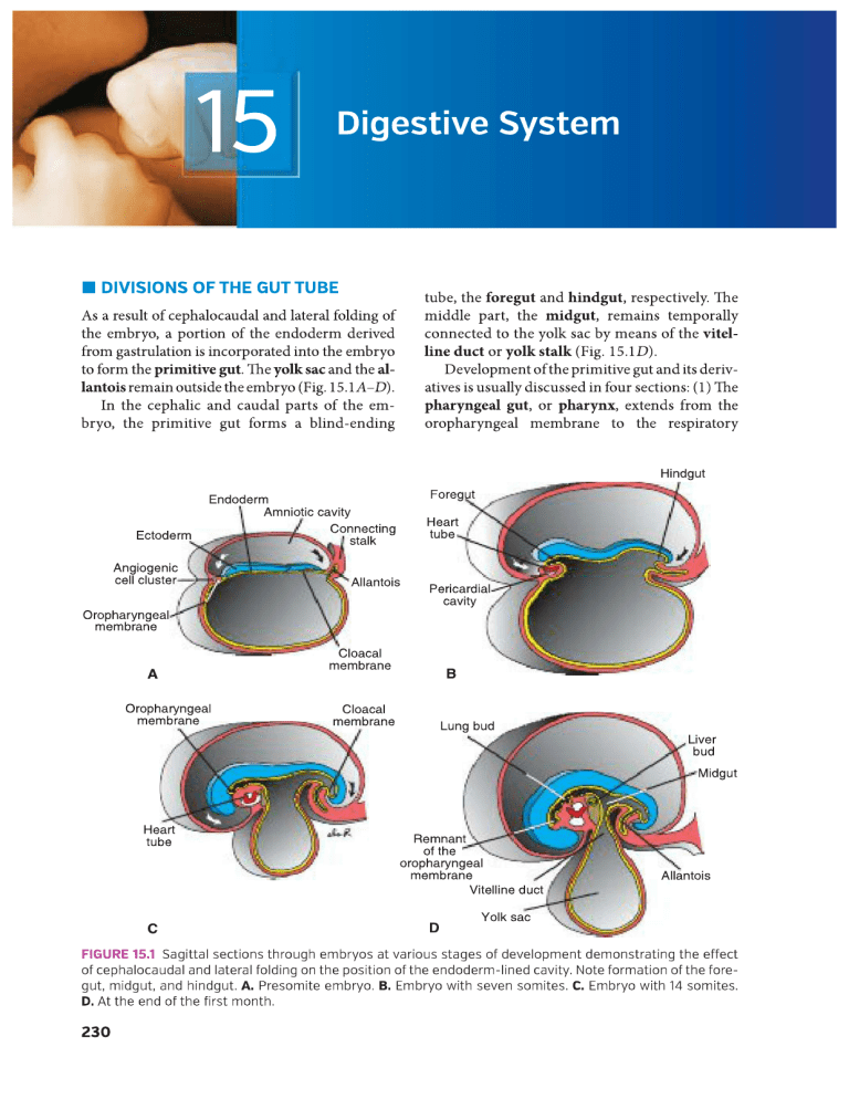 Digestive System Embryology: Gut Tube Divisions