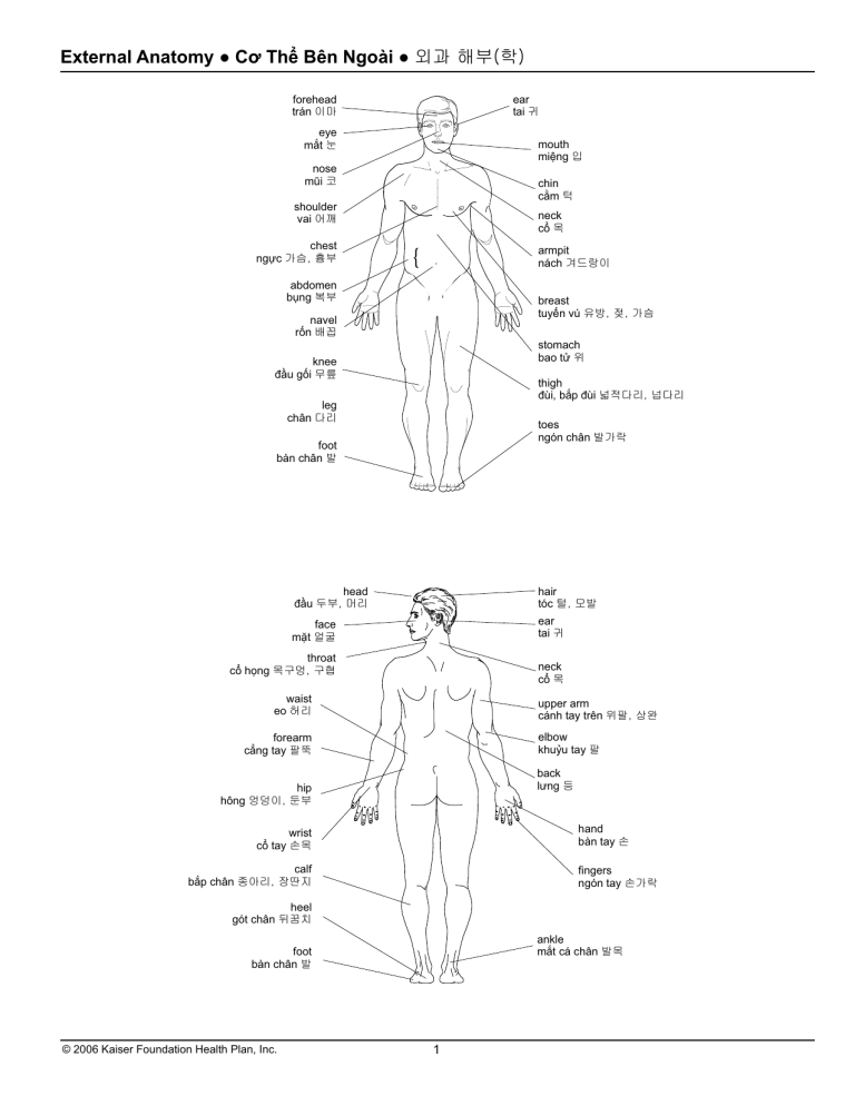 Human External Anatomy: English, Vietnamese, Korean Terms