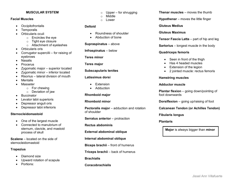 Muscular System: Muscles and Functions