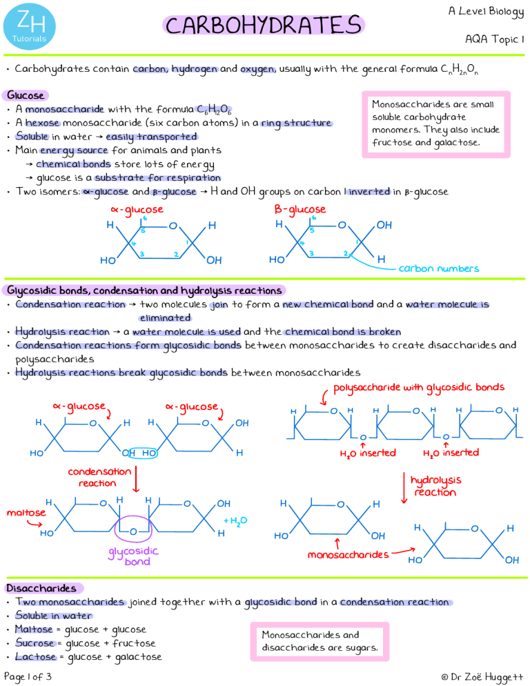 A Level Biology Carbohydrates AQA Topic 1 Notes