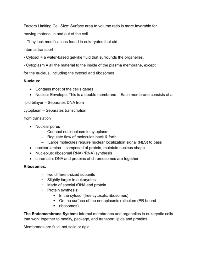 Eukaryotic Cell Structure & Function