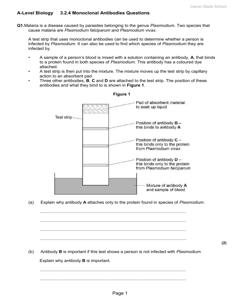 A-Level Biology Monoclonal Antibodies Questions