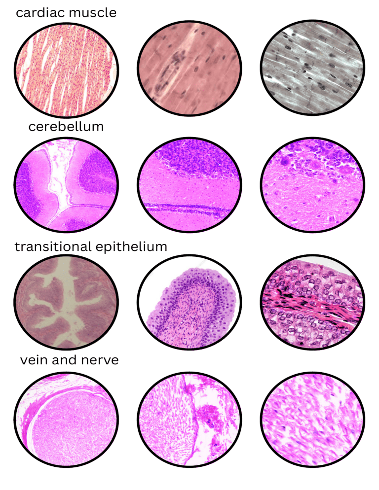 Human Tissue Microscopy Atlas
