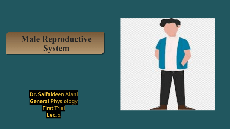 Male Reproductive System: Anatomy, Functions, and Hormones