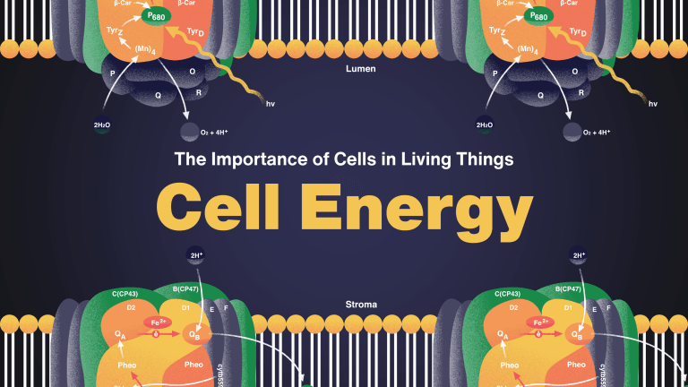 Cell Energy: Photosynthesis & Respiration