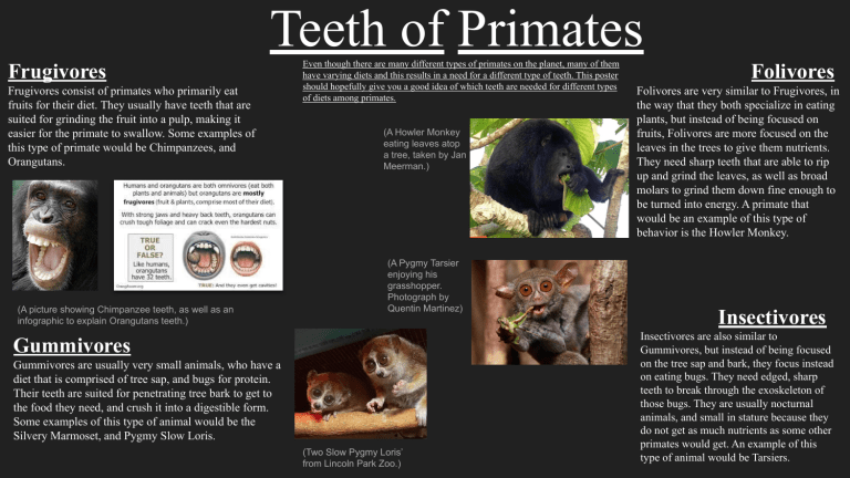 Primate Teeth: Diet Adaptations in Frugivores, Gummivores, Folivores ...