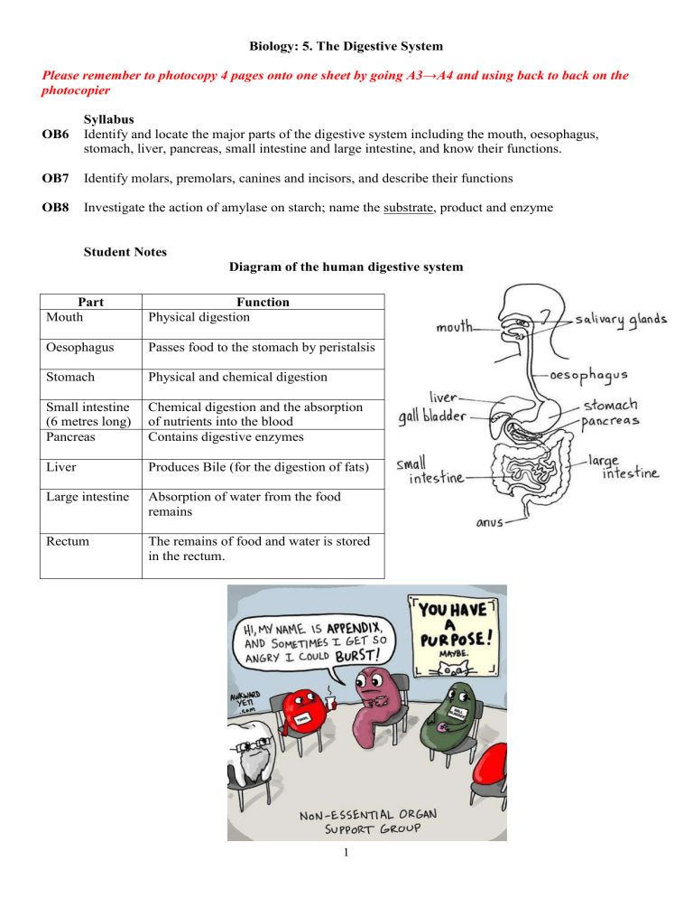 Biology: The Digestive System - Student Notes & Exam Prep