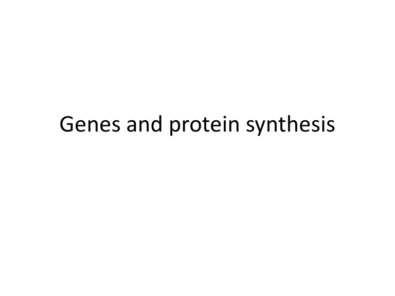 Genes and Protein Synthesis: DNA to Protein