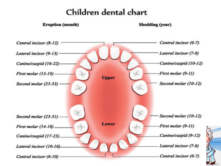 Children Dental Chart: Eruption & Shedding Timelines