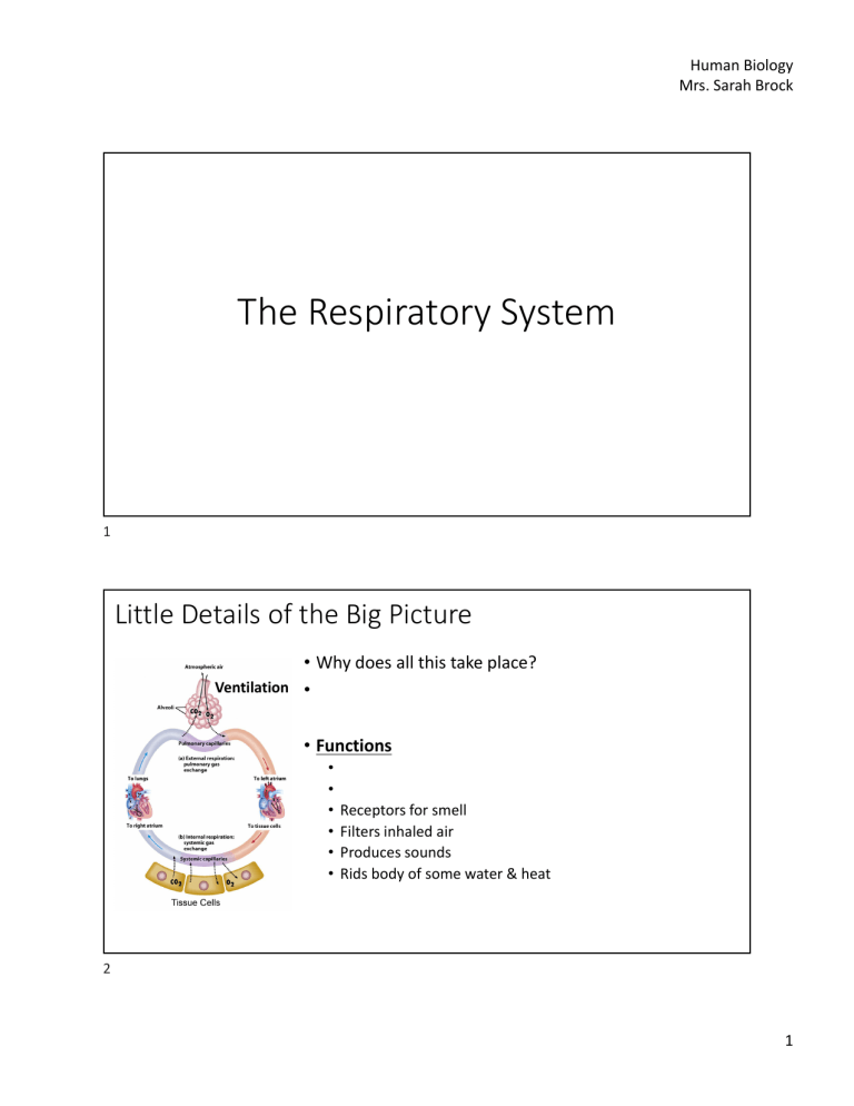 The Respiratory System Presentation