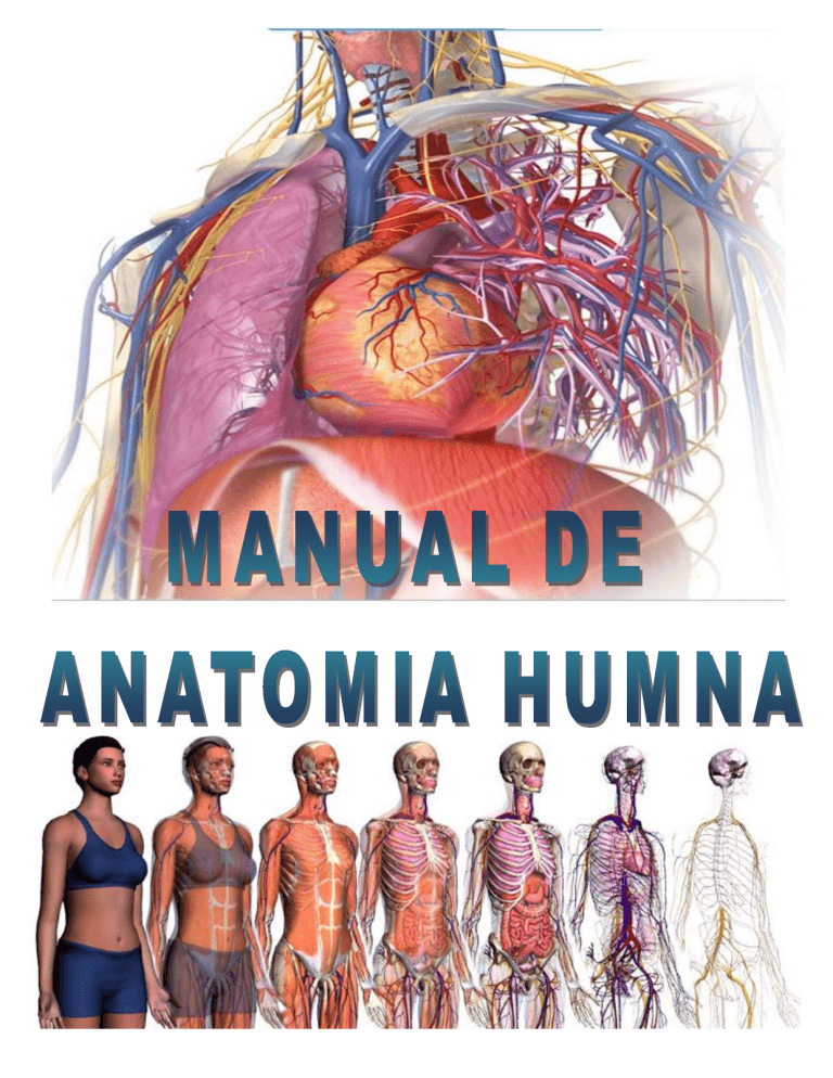 manual-de-anatomia-humana-PDF-1
