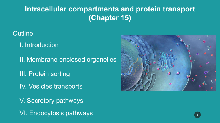 Intracellular Compartments & Protein Transport Chapter 15