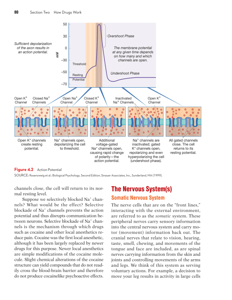 Action Potential and Nervous System in Biological Psychology