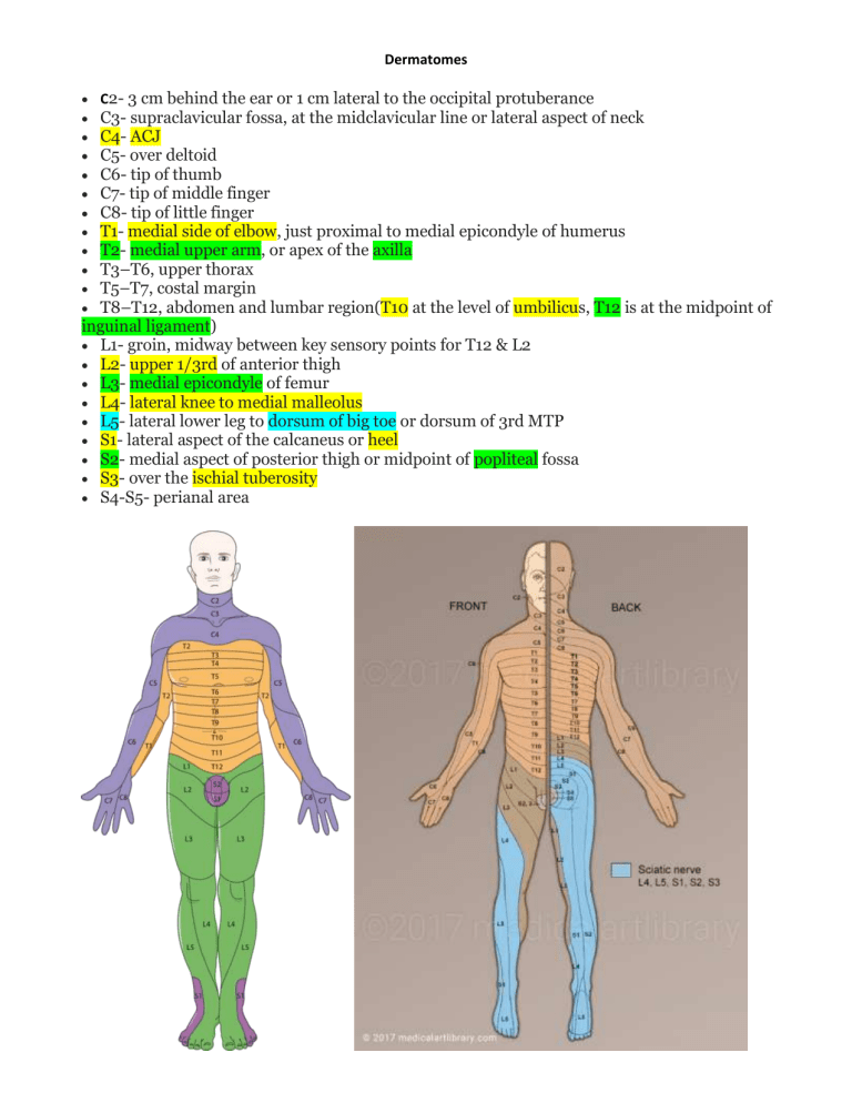 Dermatomes and Myotomes Study Guide