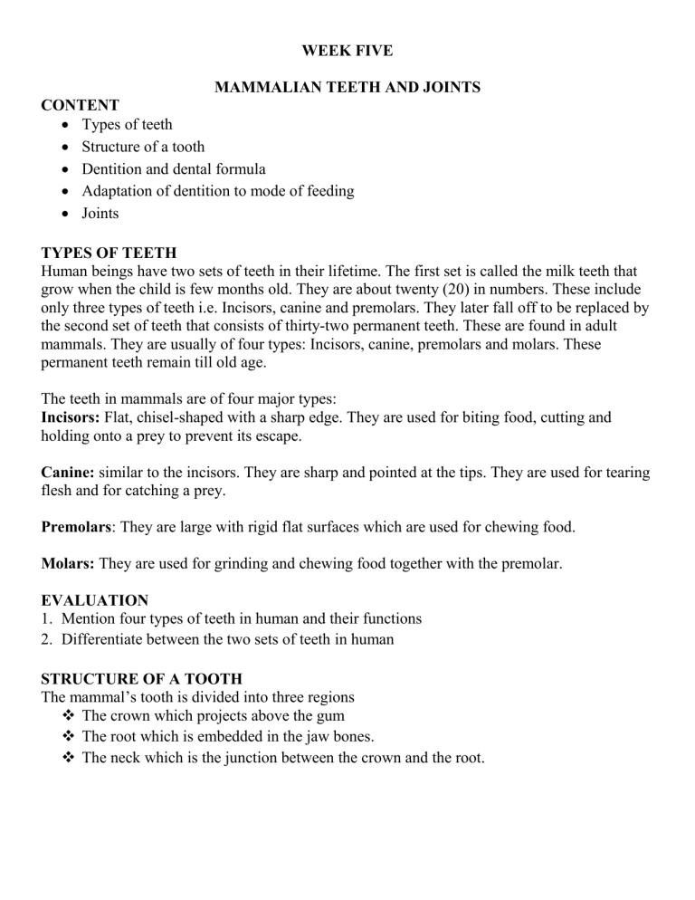 Mammalian Teeth and Joints: Week 5 Biology Lesson