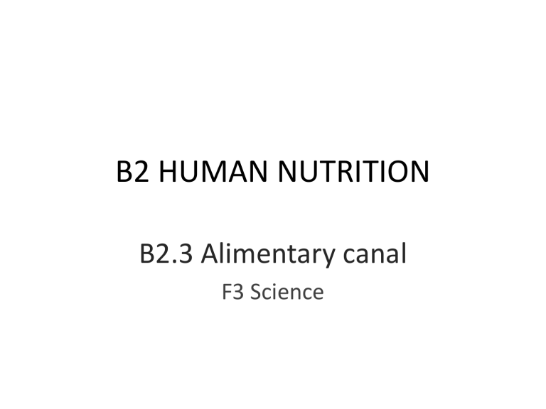 B2 Human Nutrition: Alimentary Canal Stages & Organs