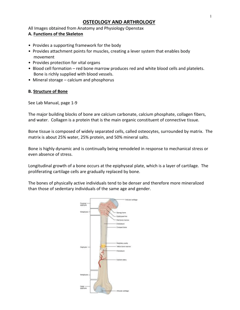 Osteology and Arthrology: Bone & Joint Anatomy