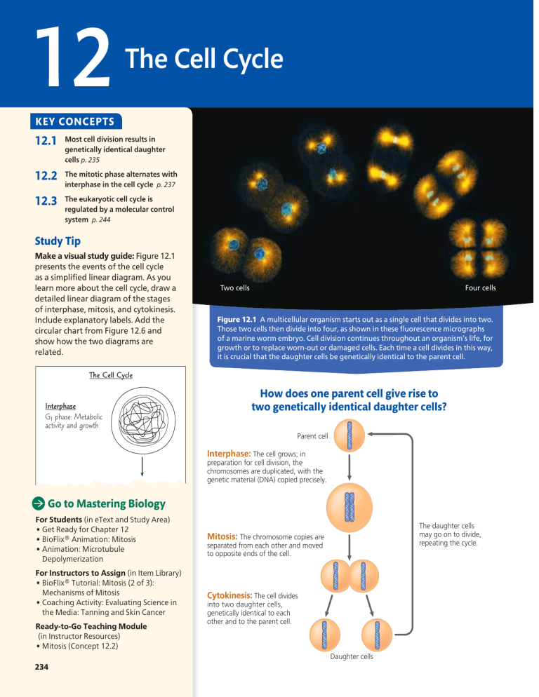 The Cell Cycle: Key Concepts and Stages of Cell Division