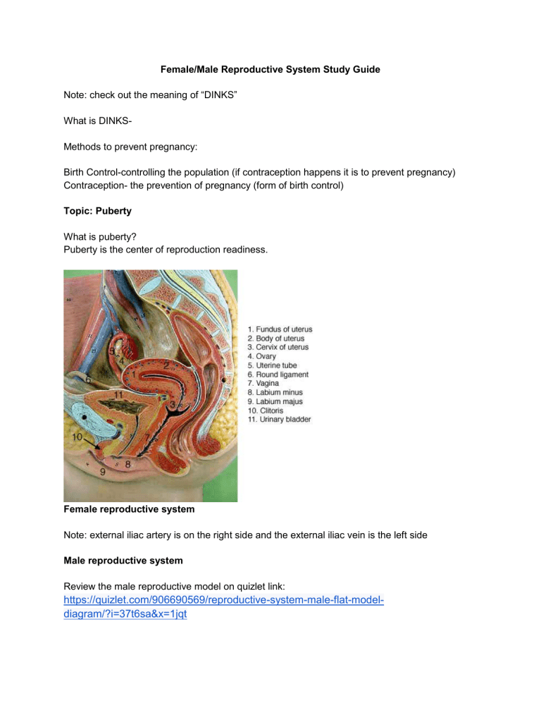 Female/Male Reproductive System Study Guide