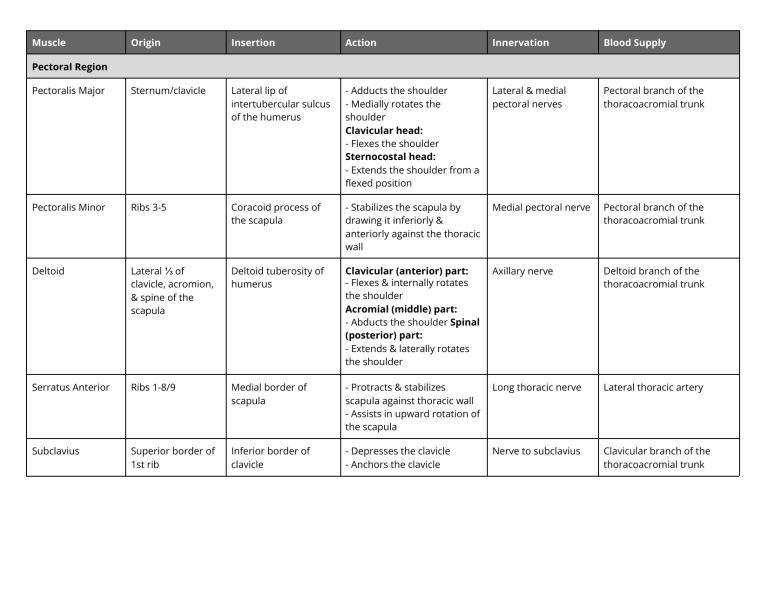 Human Muscle Anatomy: Pectoral Region Table