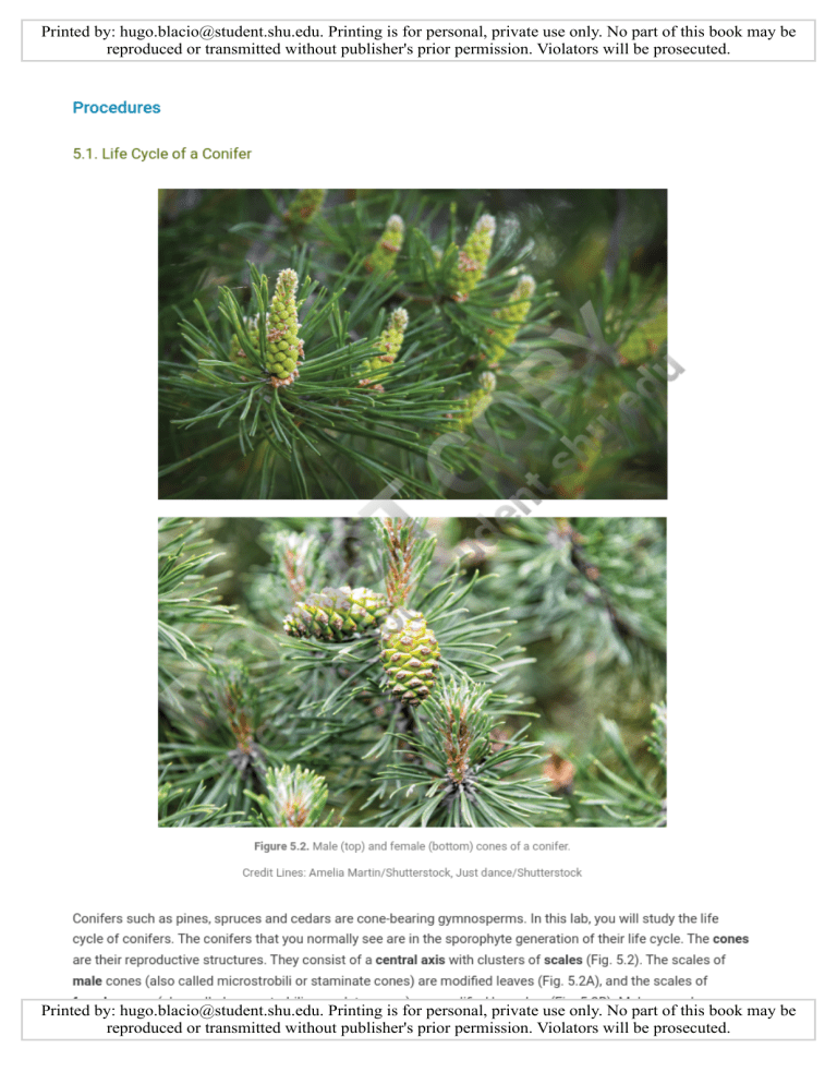 Life Cycle of a Conifer: Lab Procedures