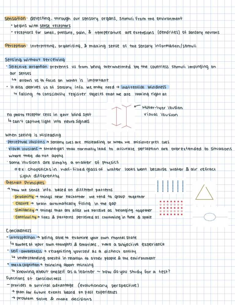 Psychology Notes: Sensation, Perception, Consciousness