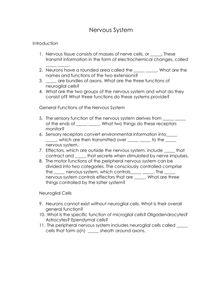 Nervous System Worksheet: Fill-in-the-Blank Questions