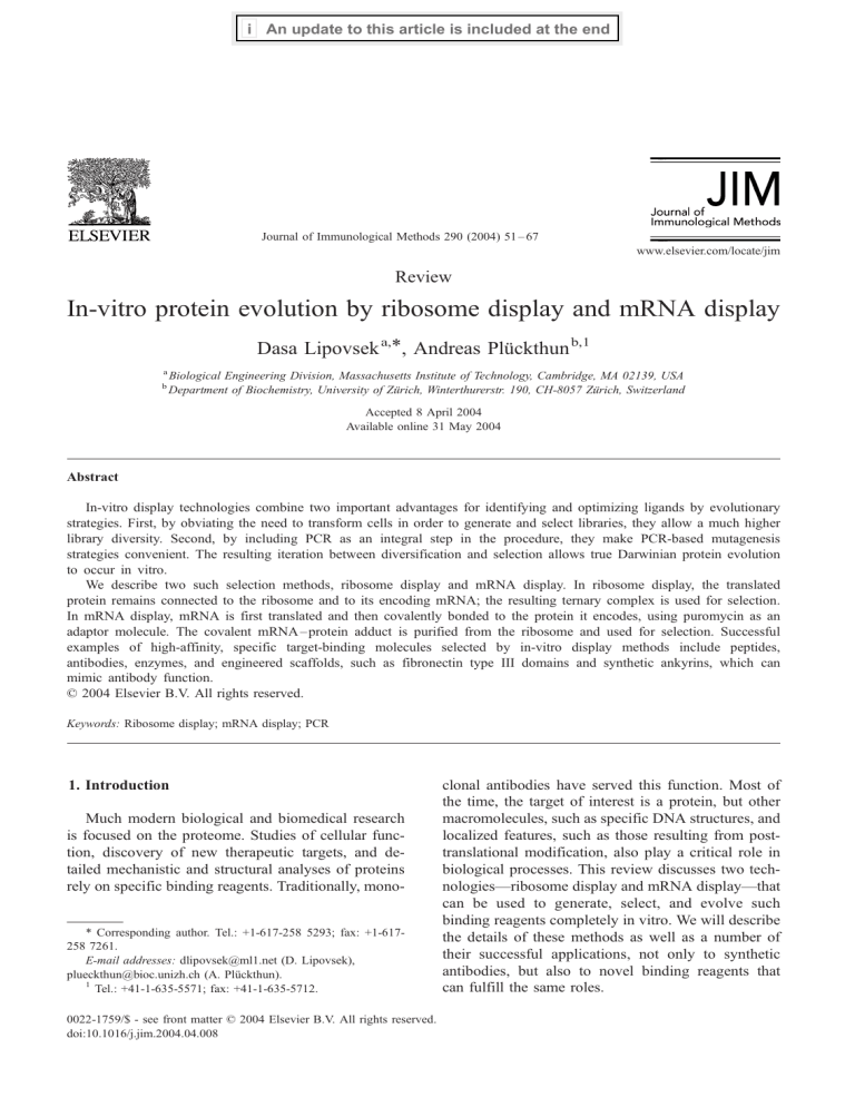 In-vitro protein evolution by ribosome and mRNA display