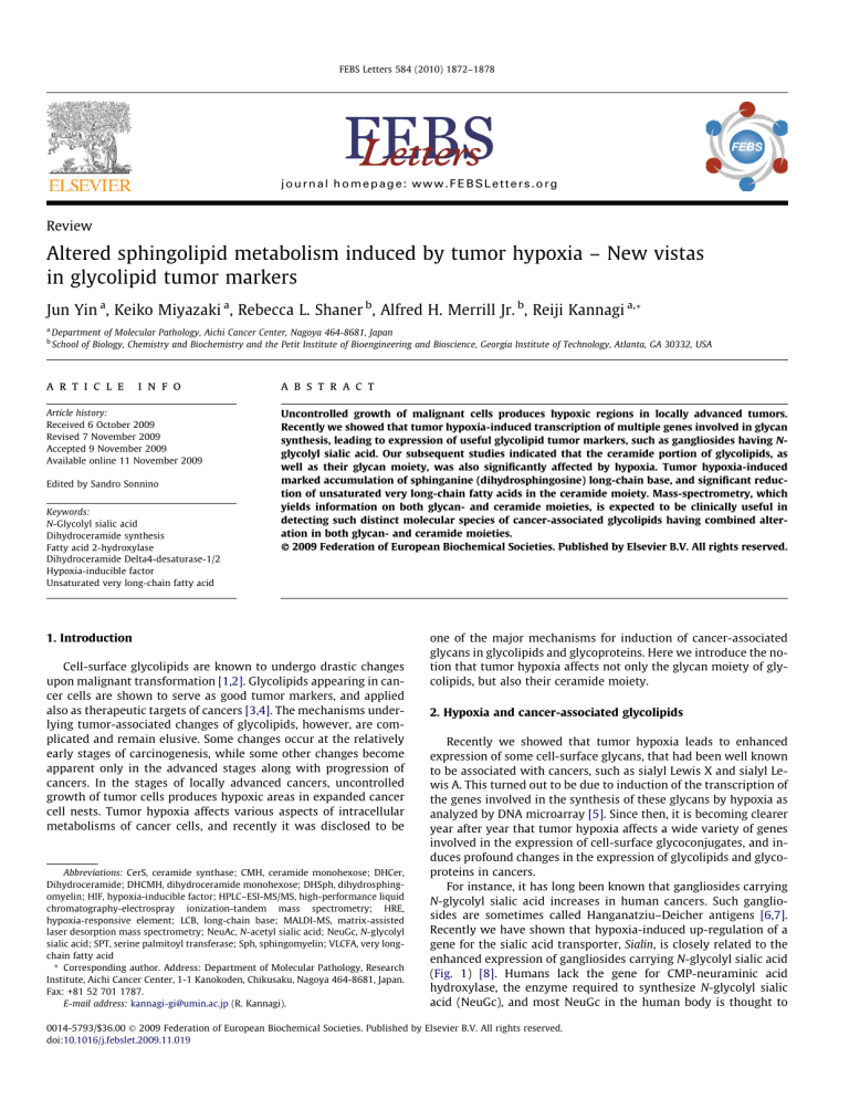 Altered Sphingolipid Metabolism in Tumor Hypoxia: Glycolipid Markers
