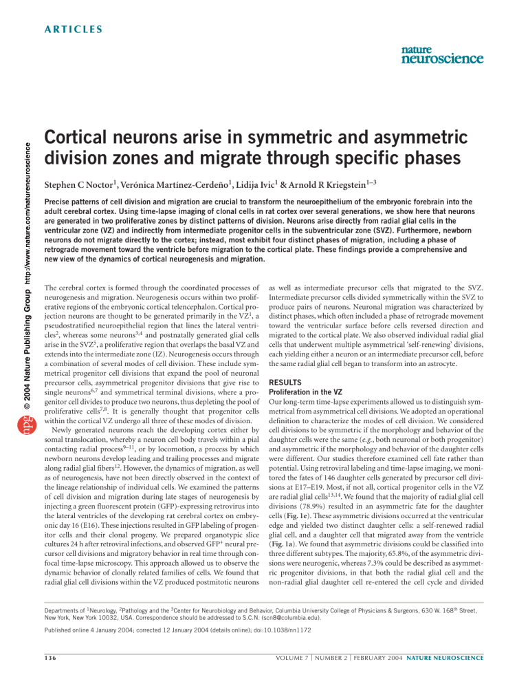 Cortical Neurons: Division Zones and Migration Phases