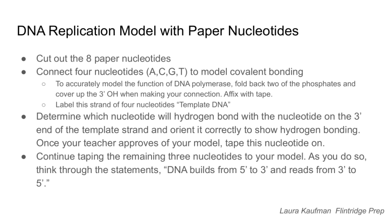DNA Replication Paper Nucleotide Model Activity